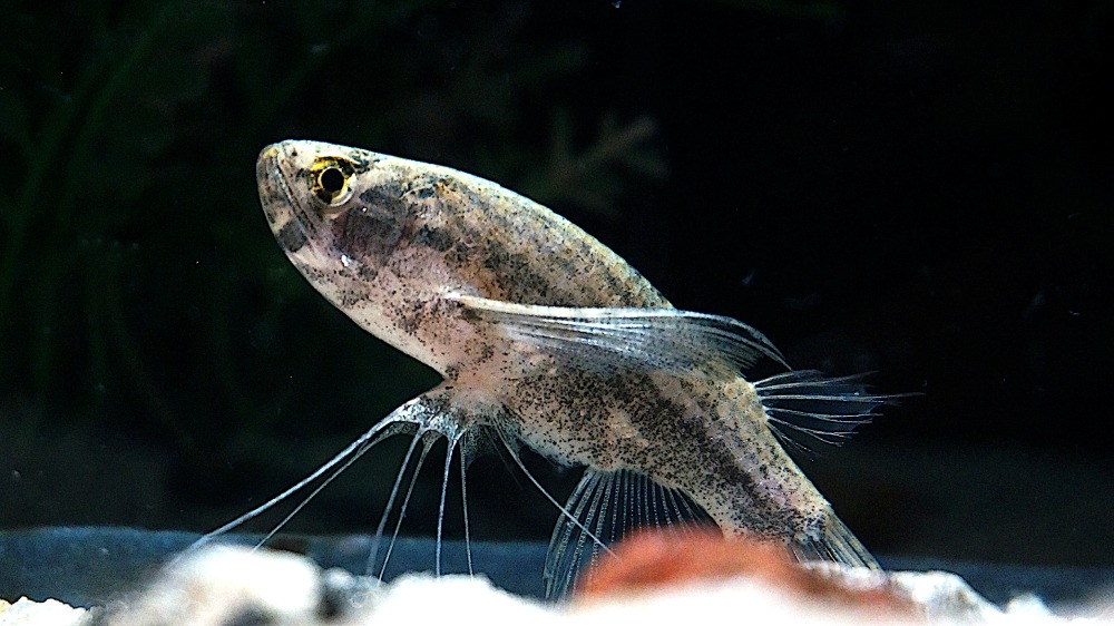 Home - African Aquarium fishes | inA Ornamental Fish